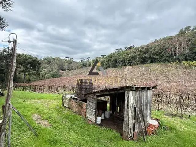 Sítio / Chácara para Venda em Caxias do Sul/RS Vila Oliva Distrito