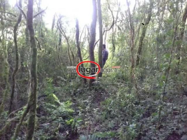 Sítio / Chácara para Venda em Caxias do Sul/RS Vila Seca