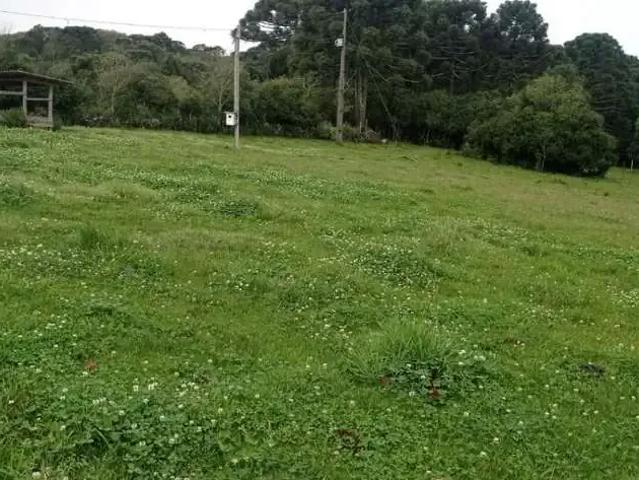 Sítio / Chácara para Venda em Caxias do Sul/RS Vila Seca