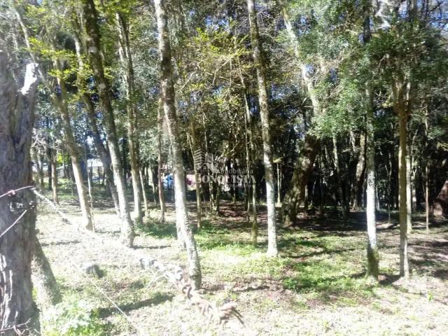Sítio / Chácara para Venda em Caxias do Sul/RS Vila Seca