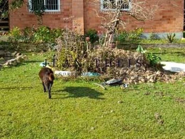 Sítio / Chácara para Venda em Caxias do Sul/RS Vila Seca 3 Quartos