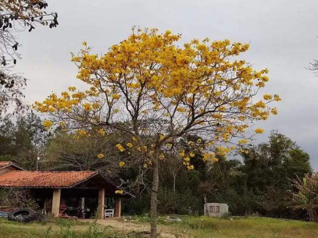 Sítio / Chácara para Venda em Caçapava/SP Área Rural de Caçapava 5 Quartos