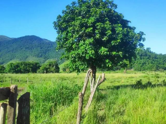 Sítio / Chácara para Venda em Cachoeiras de Macacu/RJ Agrobrasil