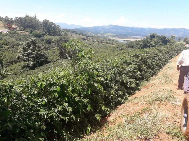 Sítio / Chácara para Venda em Caconde/SP Zona Rural