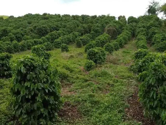 Sítio / Chácara para Venda em Caldas/MG Centro