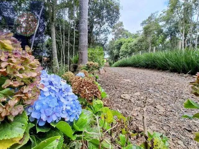 Sítio / Chácara para Venda em Campo Alegre/SC Bateias de Baixo 3 Quartos