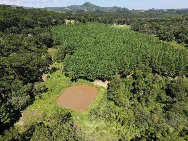 Sítio / Chácara para Venda em Campo Alegre/SC Bateias de Cima