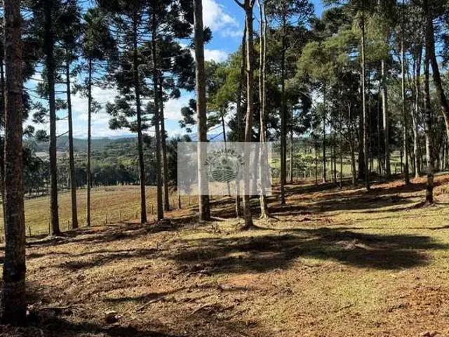 Sítio / Chácara para Venda em Campo Alegre/SC Saltinho 1 Quartos