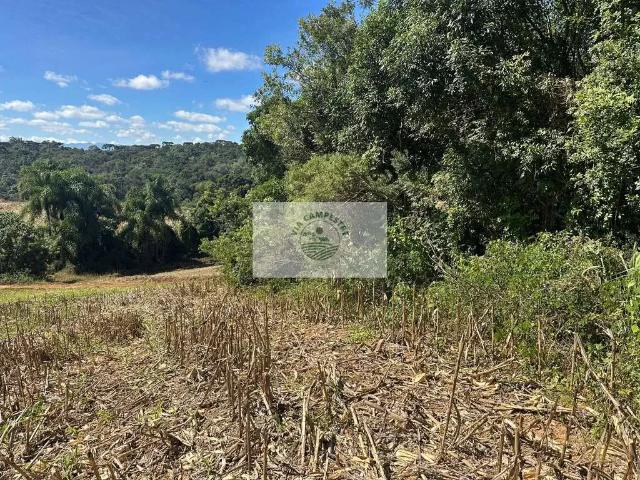 Sítio / Chácara para Venda em Campo Alegre/SC Ribeirão do Meio 1 Quartos