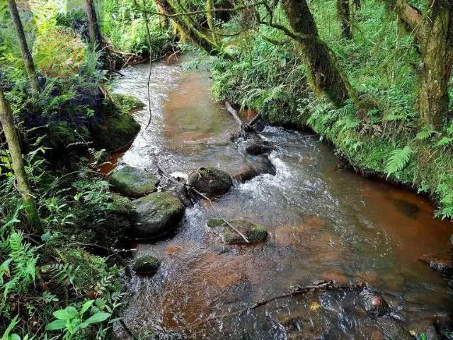Sítio / Chácara para Venda em Campo Alegre/SC Ribeirão do Meio 2 Quartos