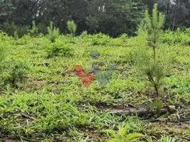 Sítio / Chácara para Venda em Campo Largo/PR Três Córregos 1 Quartos
