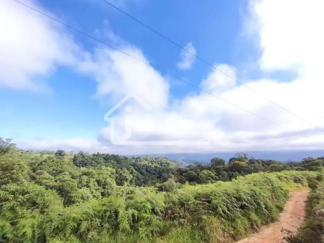 Sítio / Chácara para Venda em Campo Largo/PR Três Córregos