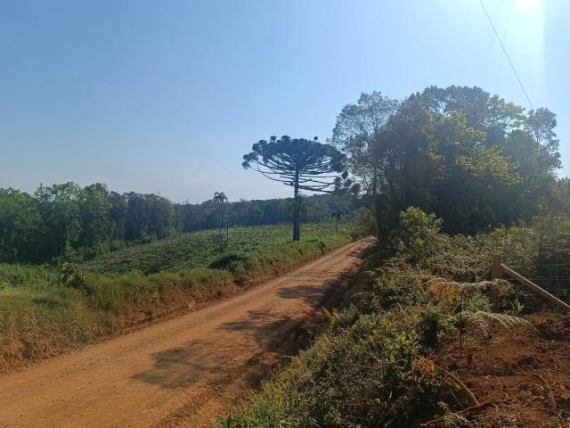 Sítio / Chácara para Venda em Campo Largo/PR Zona Rural