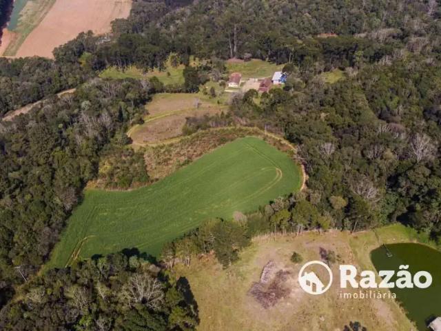 Sítio / Chácara para Venda em Campo Largo/PR Colônia Revier