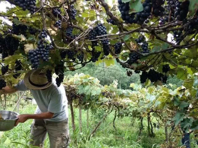 Sítio / Chácara para Venda em Campo Largo/PR Itambé