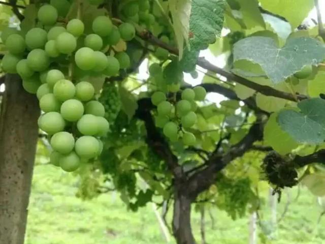 Sítio / Chácara para Venda em Campo Largo/PR Itambé