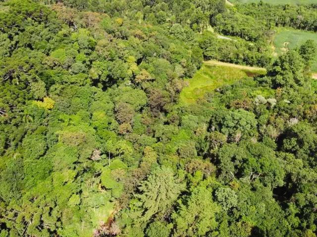 Sítio / Chácara para Venda em Campo Largo/PR Sitio Santa Ana