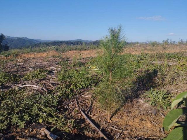 Sítio / Chácara para Venda em Campo Magro/PR Centro 1 Quartos