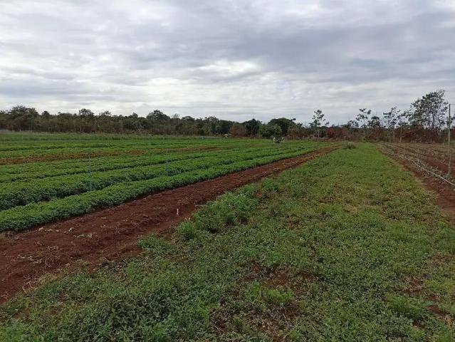 Sítio / Chácara para Venda em Campo Verde/MT Zona Rural