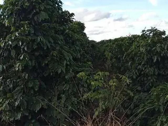 Sítio / Chácara para Venda em Campestre/MG Centro