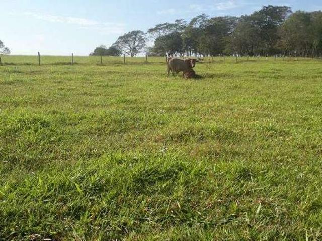 Sítio / Chácara para Venda em Campina Verde/MG Zona Rural