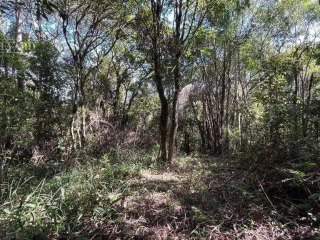 Sítio / Chácara para Venda em Campina Grande do Sul/PR Área Industrial