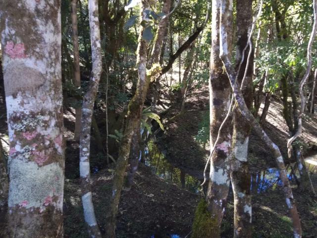 Sítio / Chácara para Venda em Campina Grande do Sul/PR Saltinho