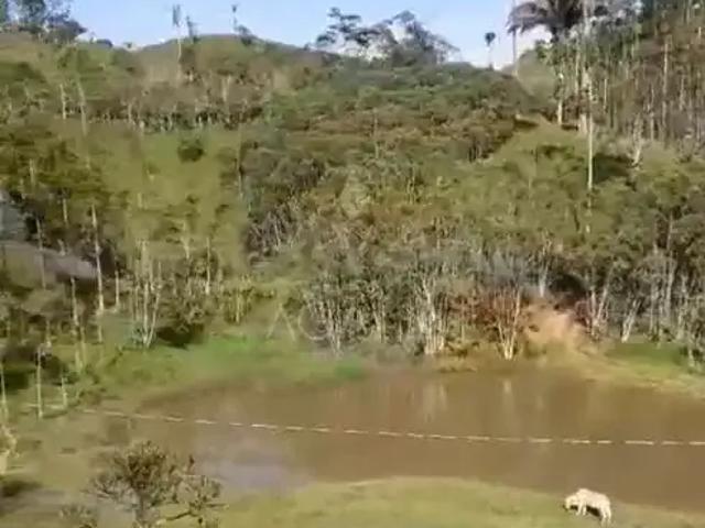 Sítio / Chácara para Venda em Campina Grande do Sul/PR Rio Pequeno