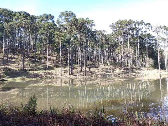 Sítio / Chácara para Venda em Campina Grande do Sul/PR Zona Rural