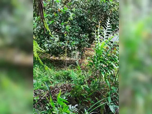 Sítio / Chácara para Venda em Campina Grande do Sul/PR Zona Rural 3 Quartos
