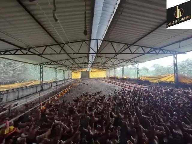 Sítio / Chácara para Venda em Campina Grande do Sul/PR Zona Rural 3 Quartos