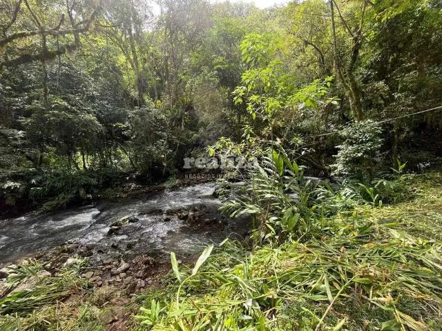 Sítio / Chácara para Venda em Canela/RS Canastra Alta