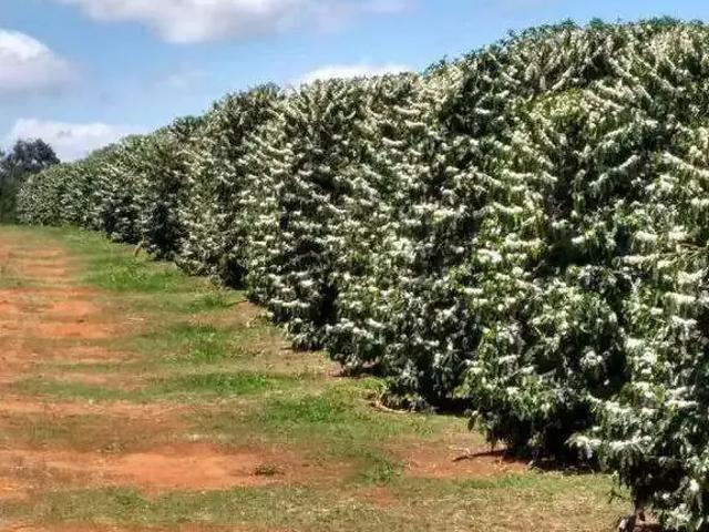 Sítio / Chácara para Venda em Capelinha/MG Zona Rural
