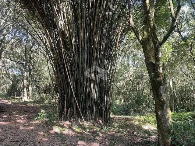 Sítio / Chácara para Venda em Carlos Barbosa/RS Santo Antônio De Castro