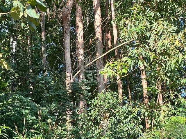 Sítio / Chácara para Venda em Cascavel/PR Zona Rural
