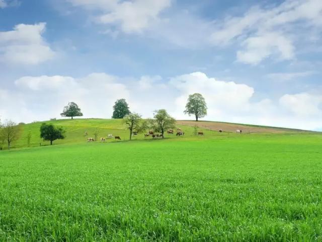 Sítio / Chácara para Venda em Cedral/SP Zona Rural 1 Quartos
