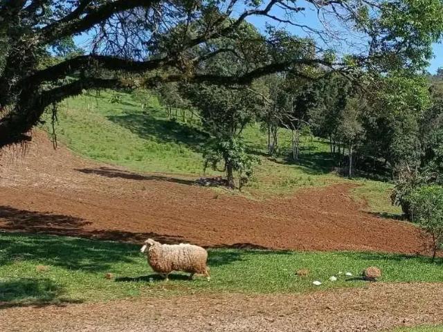 Sítio / Chácara para Venda em Chapecó/SC Área Rural de Chapecó 2 Quartos