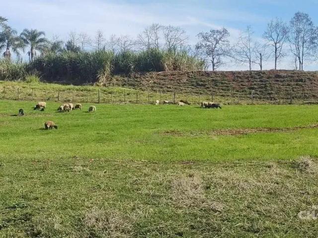 Sítio / Chácara para Venda em Chapecó/SC Gôio En 1 Quartos