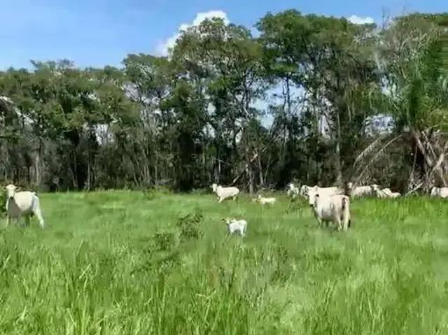 Sítio / Chácara para Venda em Cuiabá/MT Zona Rural 4 Quartos