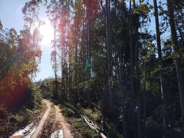 Sítio / Chácara para Venda em Cunha/SP Centro