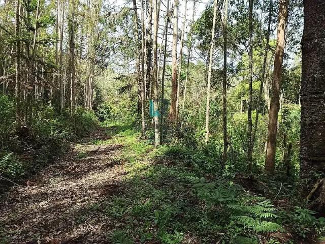 Sítio / Chácara para Venda em Cunha/SP Centro