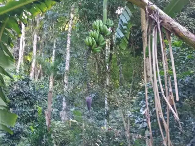 Sítio / Chácara para Venda em Curitiba/PR Zona Rural 2 Quartos