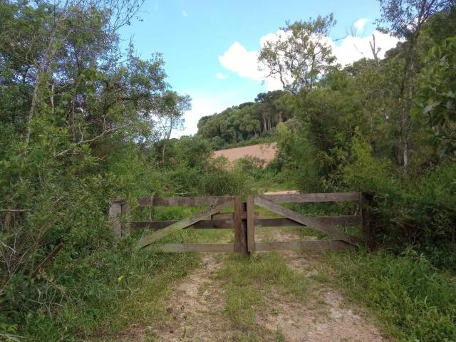 Sítio / Chácara para Venda em Antônio Olinto/PR Zona Rural