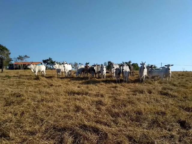 Sítio / Chácara para Venda em Angatuba/SP Vila Ribeiro 3 Quartos