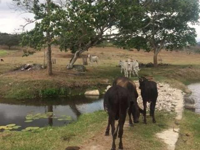Sítio / Chácara para Venda em Agrestina/PE Zona Rural 4 Quartos