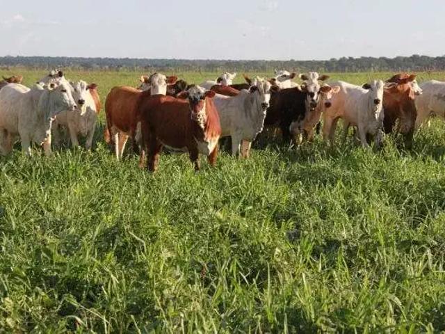 Sítio / Chácara para Venda em Alto Araguaia/MT Zona Rural 3 Quartos