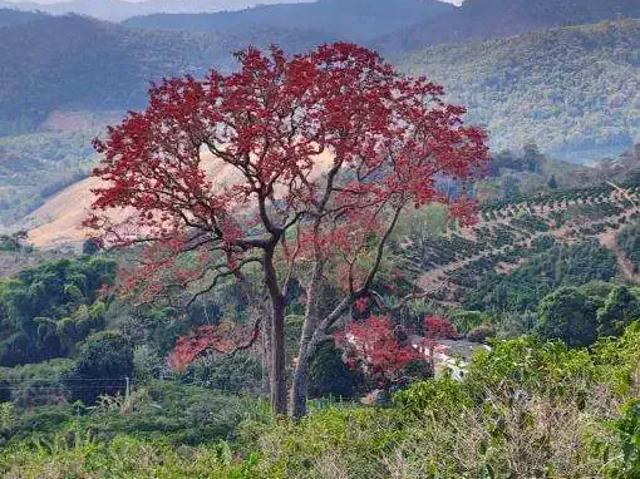 Sítio / Chácara para Venda em Alto Jequitibá/MG Área Rural de Alto Jequitibá