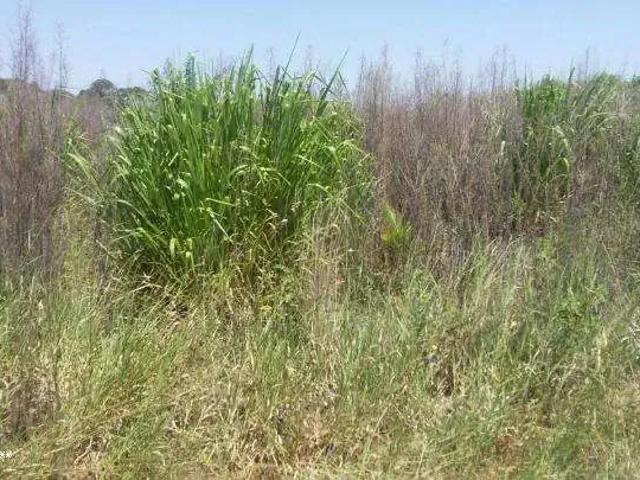Sítio / Chácara para Venda em Álvares Machado/SP Estância Martins