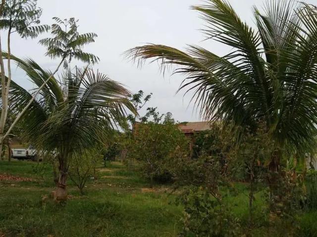 Sítio / Chácara para Venda em Álvares Machado/SP Zona Rural 2 Quartos