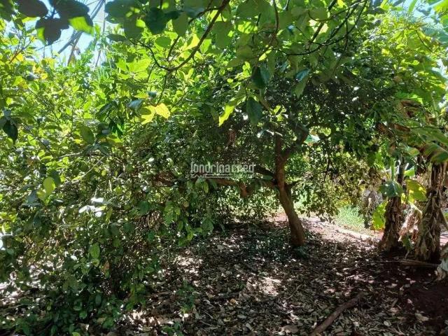 Sítio / Chácara para Venda em Alvorada do Sul/PR Recanto Primavera 3 Quartos